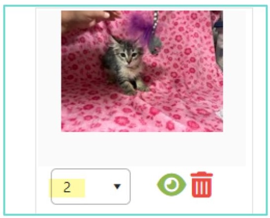 How do I import pets from PetPoint? – AdoptaPet.com for Shelters & Rescues